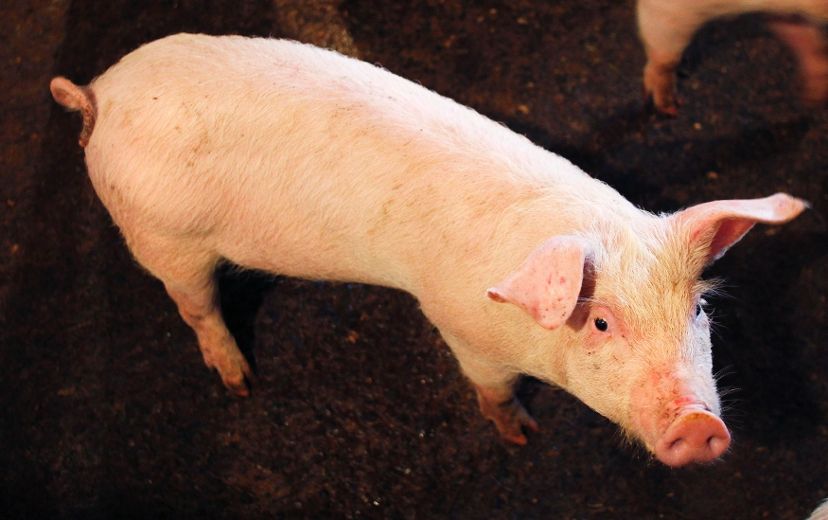 Cause of deadly pig virus outbreak may have been discovered | Toronto Sun