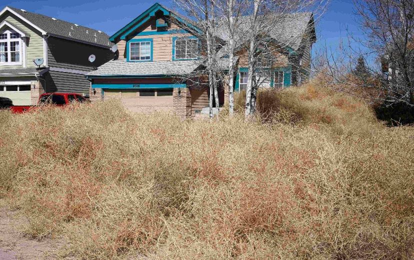 When tumbleweeds invade . . . | Toronto Sun
