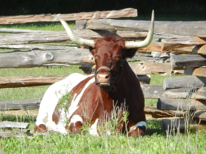 Washington County: Birthplace of Texas history, culture | Toronto Sun