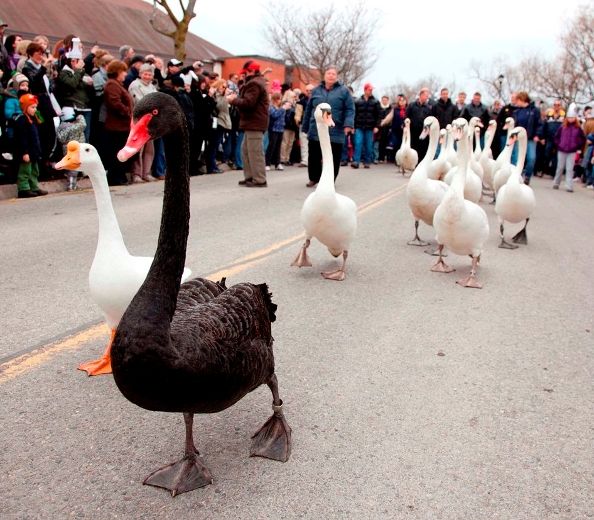 Spring welcomes swans to Ontario's Stratford | Toronto Sun