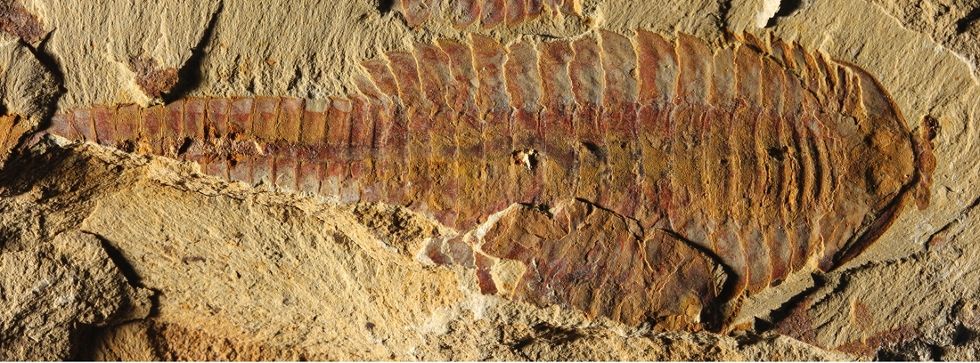 Sea creature fossil found with oldest-known cardiovascular system ...
