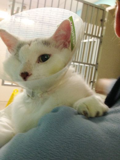 Cat shot 17 times with a pellet gun has recovered from surgeries and ...