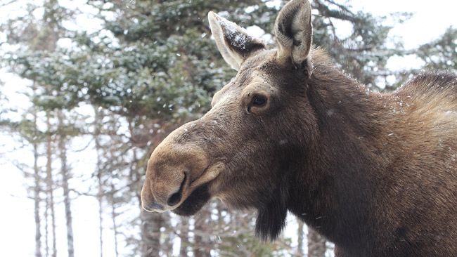 Moose puts schools in lockdown | Toronto Sun