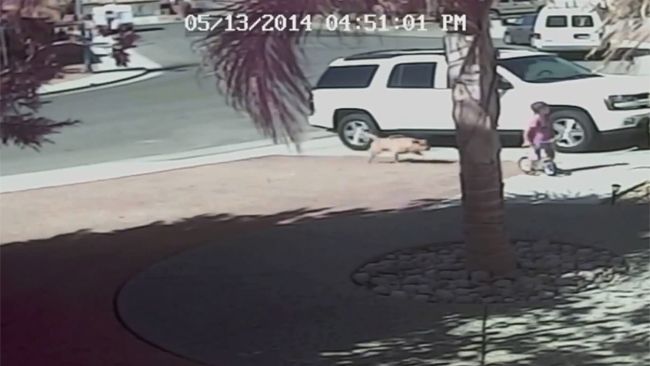 Cat saves boy from vicious dog attack | Toronto Sun