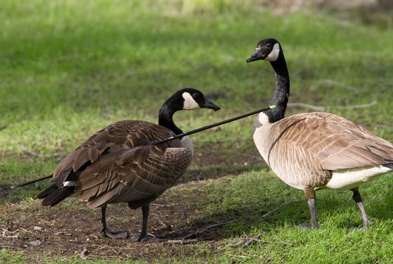 Hunters help rescue goose with arrow through its body | Toronto Sun