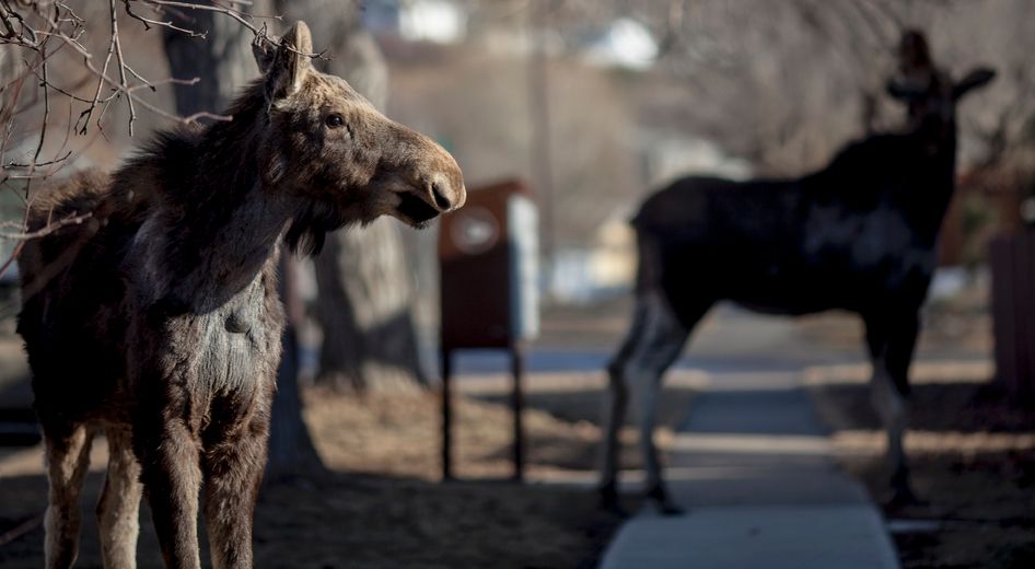 10 of the most Canadian news stories ever | Toronto Sun