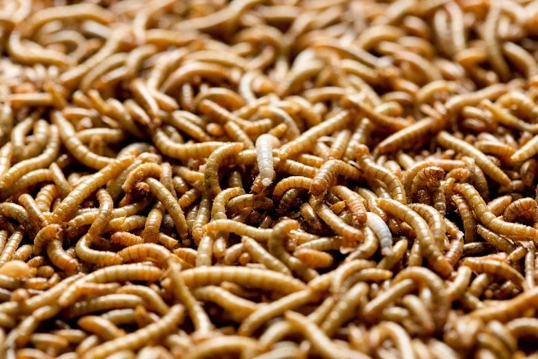 Ontario farm breeds millions of insects for human consumption | Toronto Sun