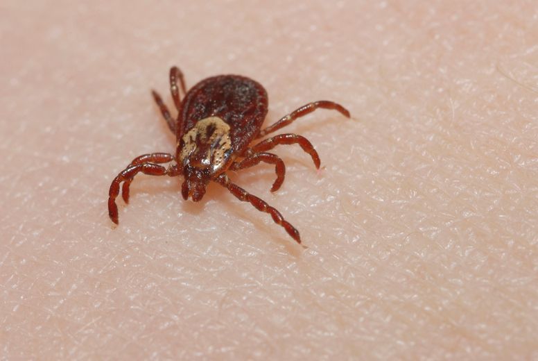 Lambton Public Health finds 18 blacklegged ticks during tick drag | The ...