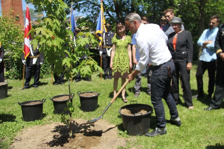 Maple Leaf Forever tree given new life at ceremonial planting | Toronto Sun