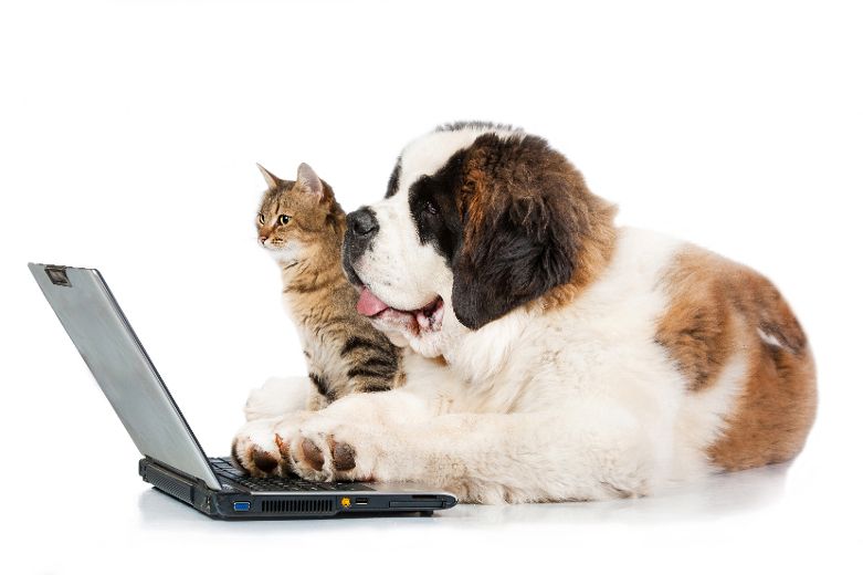 18% of pet owners Skype, FaceTime with their pets: survey | Toronto Sun
