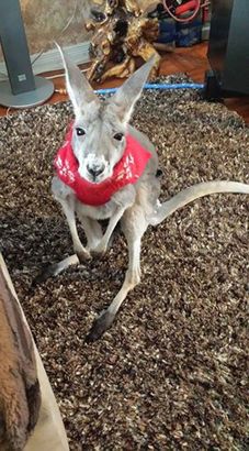 Baby Kangaroo Diaper