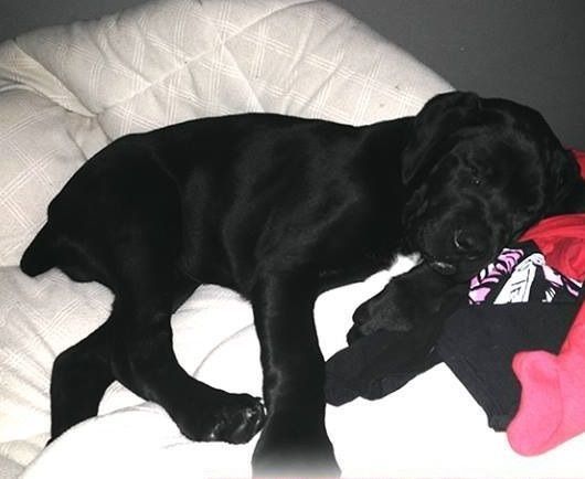 Kijiji offers to help catch dog snatcher | Toronto Sun