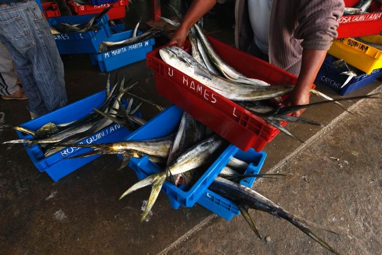 Oil from BP spill slowing one of ocean's fastest fish: Scientists ...