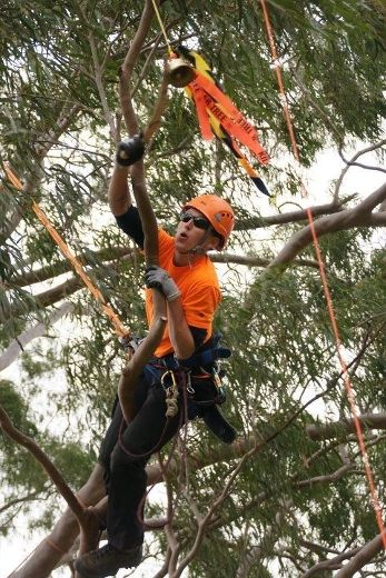 Competition leaves tree climber out on a limb | Toronto Sun
