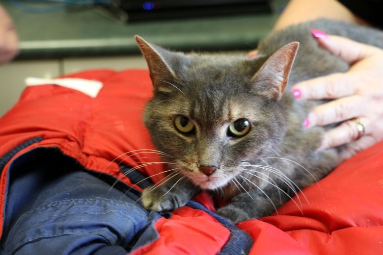 Timmins cat survives 26 days trapped inside a wall | Timmins Times