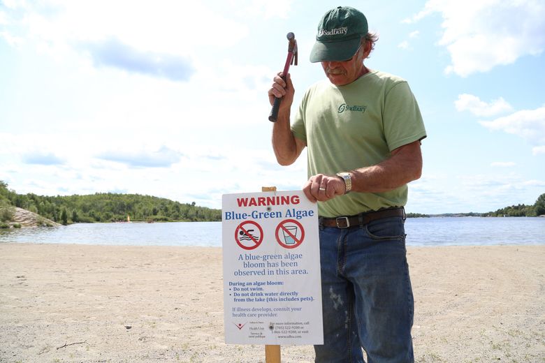 Blue-green algae seen at Moonlight Beach | Sudbury Star