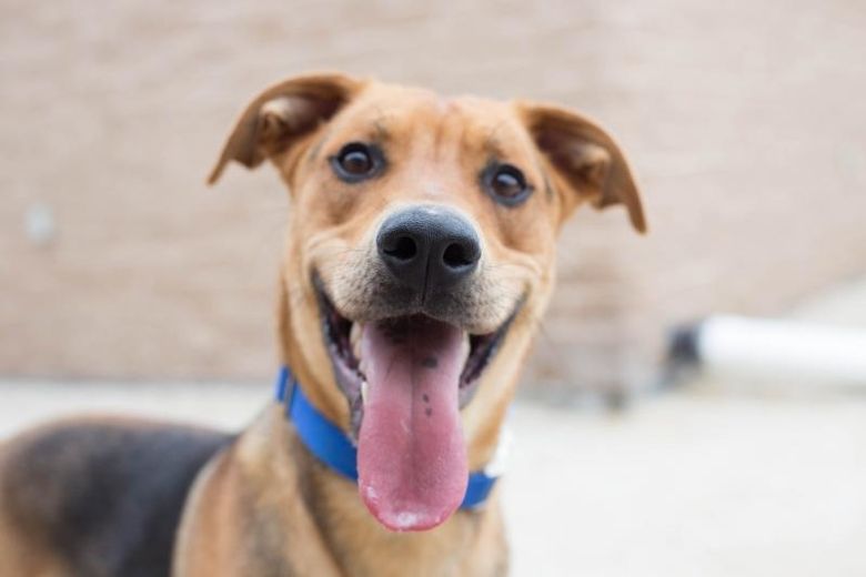 Dog sale at Winnipeg Animal Services | Winnipeg Sun