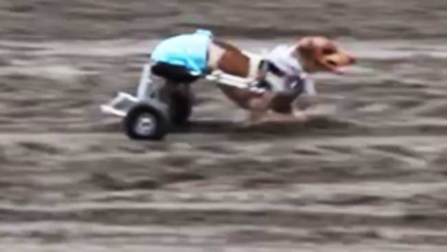 Disabled dachshund 'Anderson Pooper' races in Washington | Toronto Sun