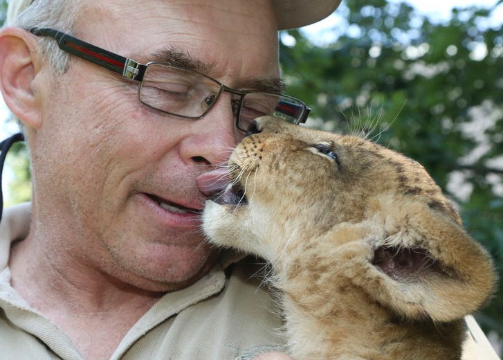 Zoo lions headed back to wilds of Africa | Toronto Sun