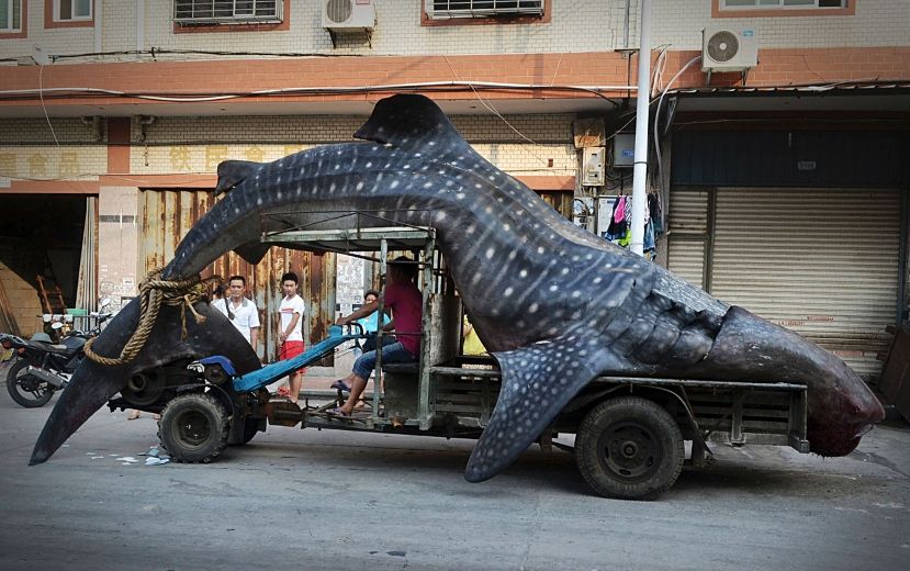 Man carries two tonne whale shark on roof of tractor through town ...