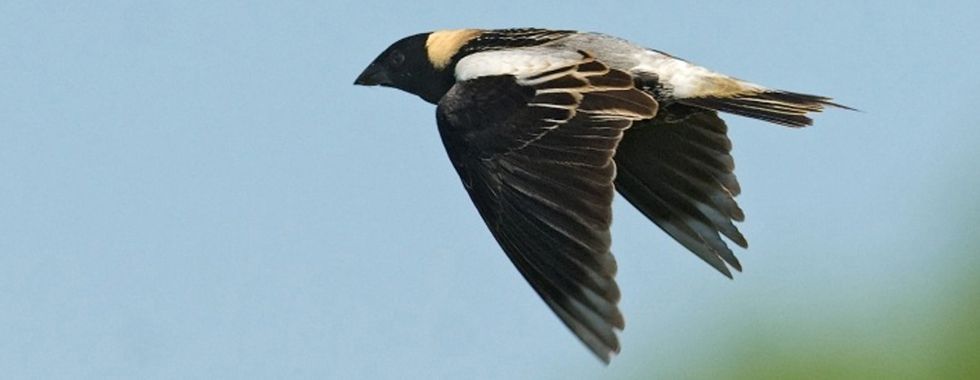 More than 150 hectares of Lambton County grasslands will be impacted by ...