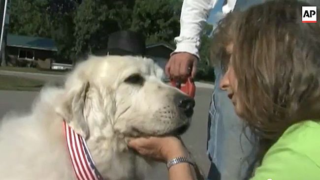 Dog elected mayor in small Minnesota town | Toronto Sun