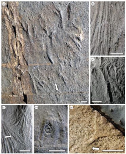 First known fossil with muscle discovered in Newfoundland | Toronto Sun