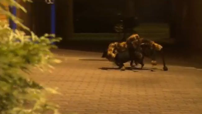 Watch: Spider dog terrifies victims in prank viral video | Toronto Sun