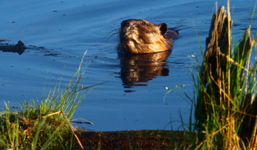 Explorer reaches Alberta's world-record beaver dam | Edmonton Sun