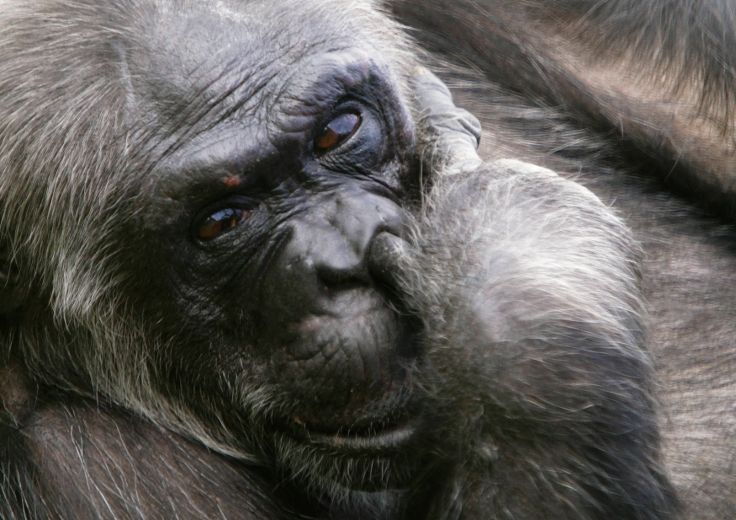 The new Monkey Trial: N.Y. court to decide if chimps should have human ...