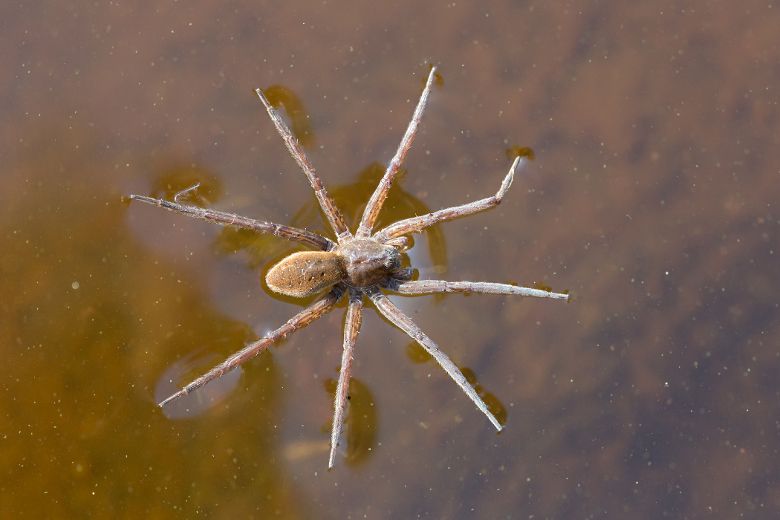 Family flees house with spiders 'bleeding from the walls' | Toronto Sun