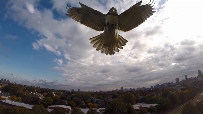 Hawk asserts dominance, takes out drone | Toronto Sun