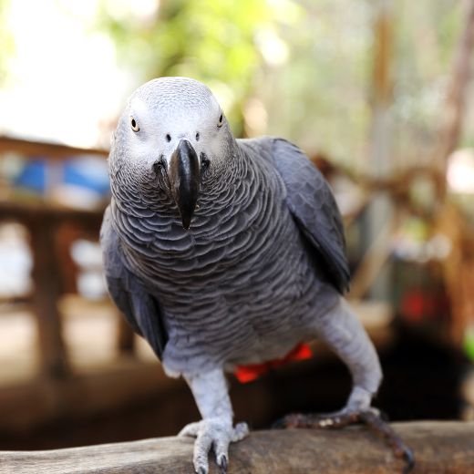 California parrot that vanished for four years returns speaking Spanish ...