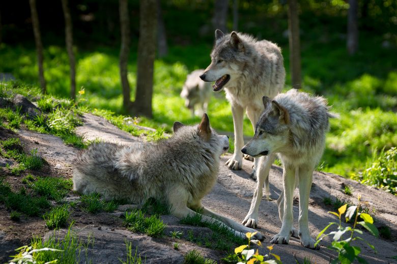B.C. wolf cull comes under fire | Toronto Sun
