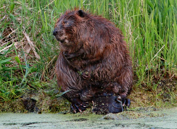Edmonton man busted for making pipe bomb claimed it was for killing a ...