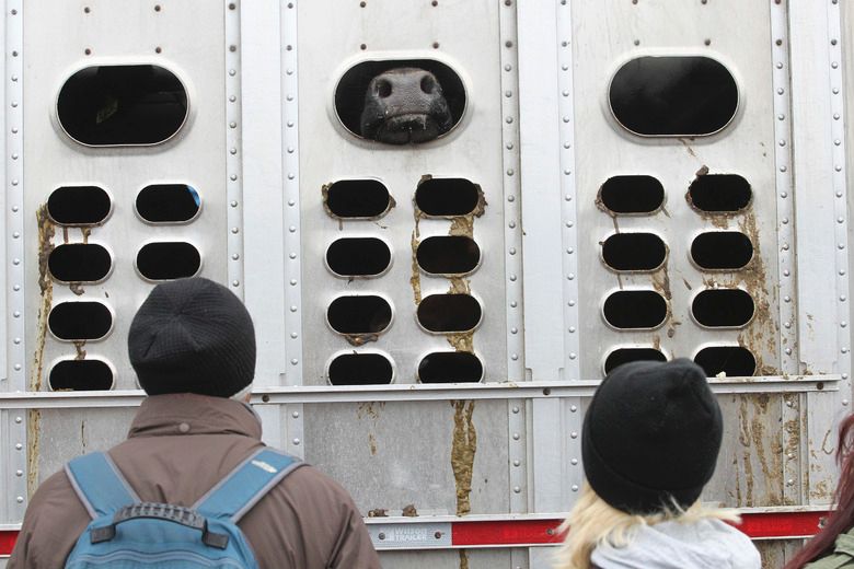 Animal rights activists target Toronto slaughterhouse | Toronto Sun