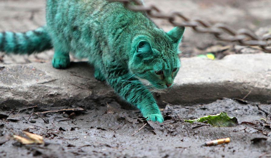 Bulgaria's green cat | Toronto Sun