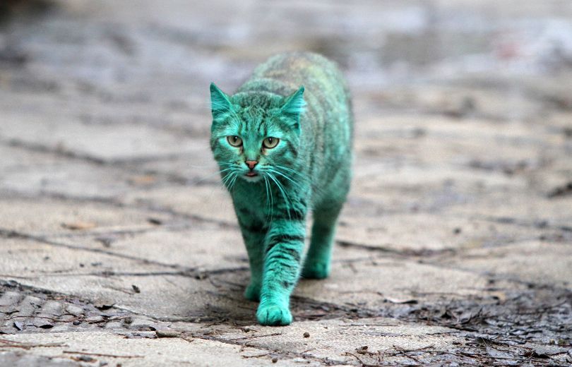 Bulgaria's green cat | Toronto Sun