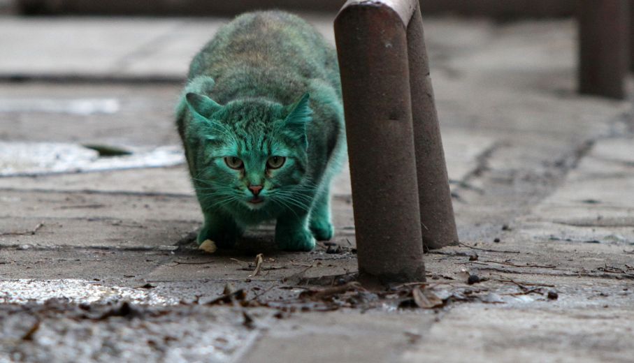 Bulgaria's green cat | Toronto Sun