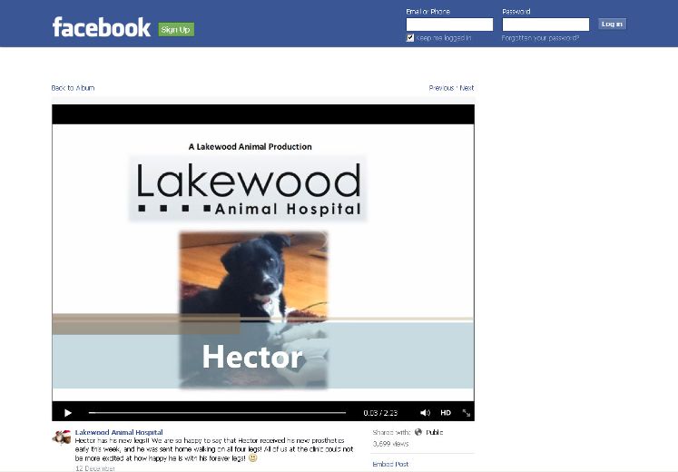 Hector the dog gets new legs | Toronto Sun