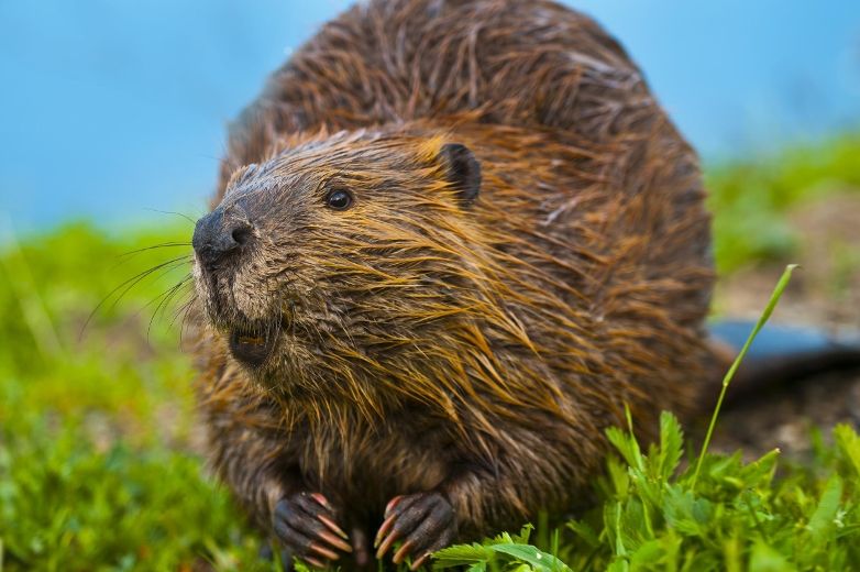 Beavers make a comeback, study finds | Toronto Sun