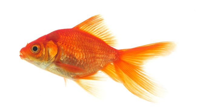 Vet performs surgery on constipated goldfish | Toronto Sun