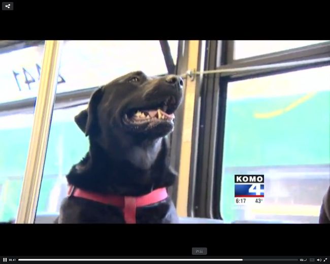 Black Labrador retriever rides bus solo to dog park | Toronto Sun