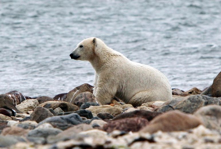 Polar bears moving north of Canada seeking longer lasting ice | Toronto Sun