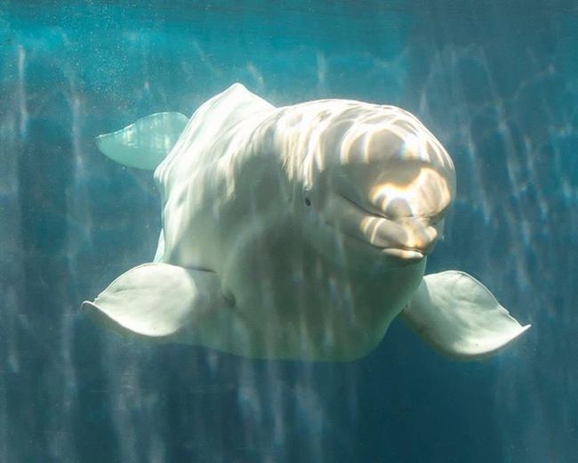 Vancouver Aquarium beluga whale dies at SeaWorld | Toronto Sun