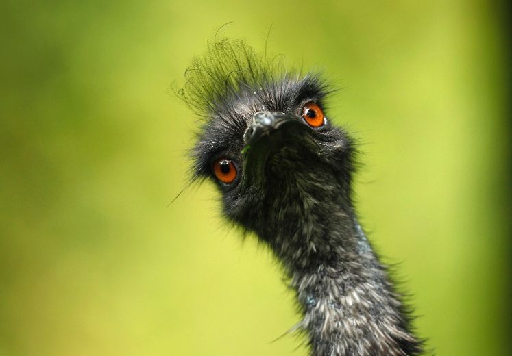 Arrests made in emu beating death in Texas | Toronto Sun
