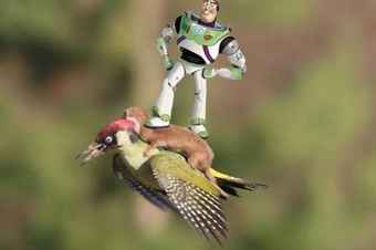 Weasel hitches a ride on a woodpecker | Toronto Sun