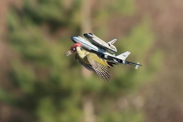 Weasel hitches a ride on a woodpecker | Toronto Sun