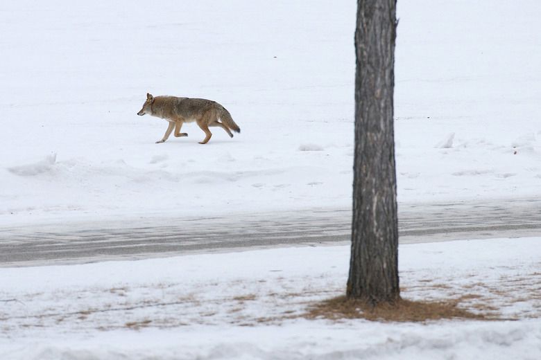 Two decapitated coyotes found near London, Ont. | Toronto Sun
