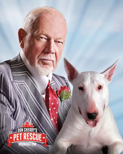 Don Cherry launches pet rescue foundation | Toronto Sun